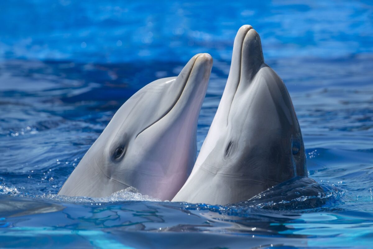 10 Animals With The Most Incredible Hearing On The Planet