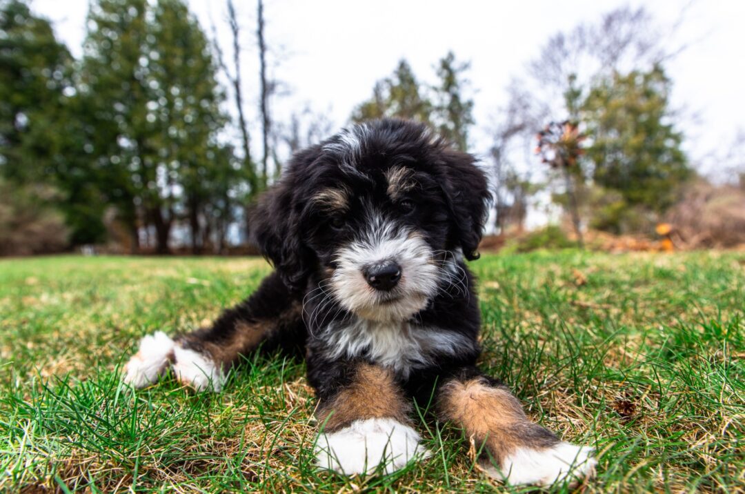10 Bernedoodle Haircuts That Will Make Your Doodle Look Adorable