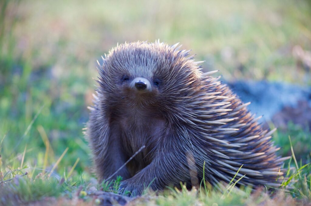 16 Independent Animals Who Prefer Their Own Company