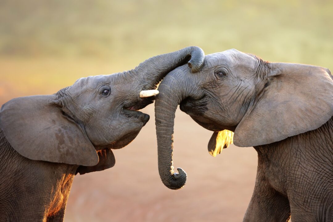 10 Animals With The Most Incredible Hearing On The Planet