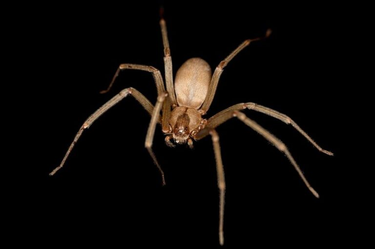 9 Of The World’s Most Lethal Spiders