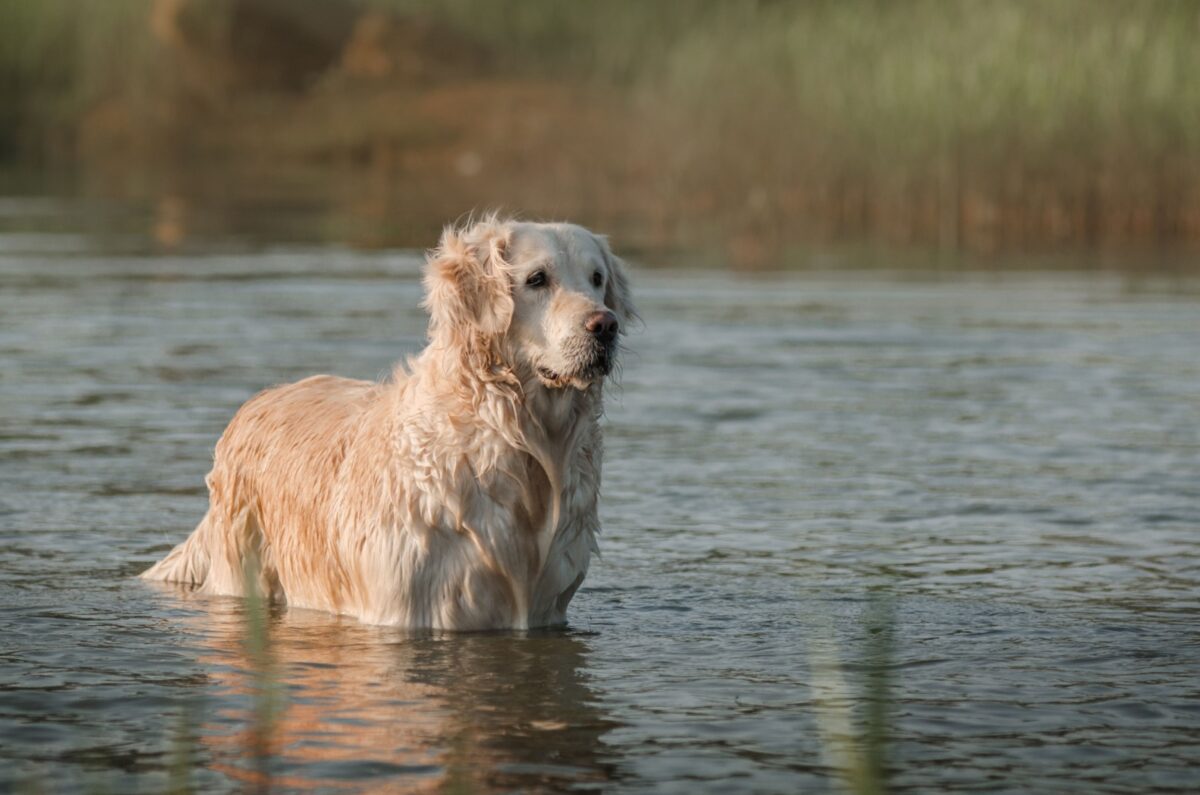 9 Popular Grooming Styles For Your Golden Retriever
