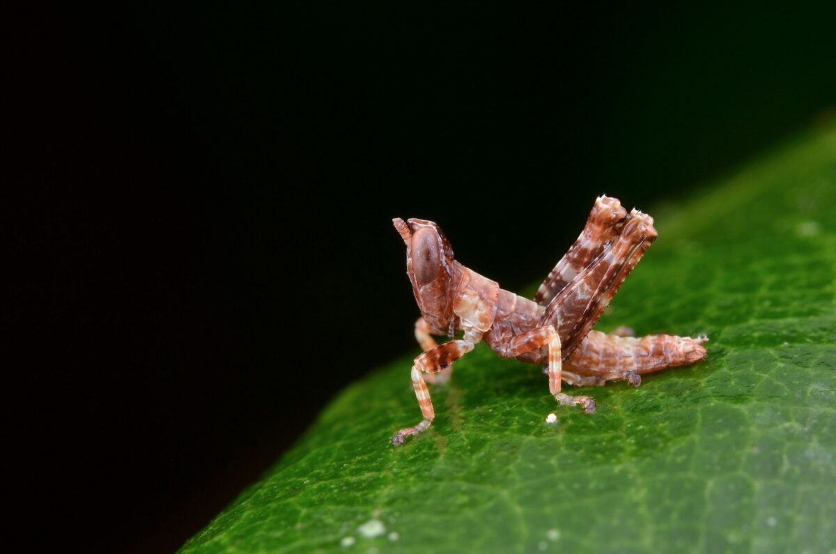 12 Leaf-Like Animals That Will Leave You Stunned