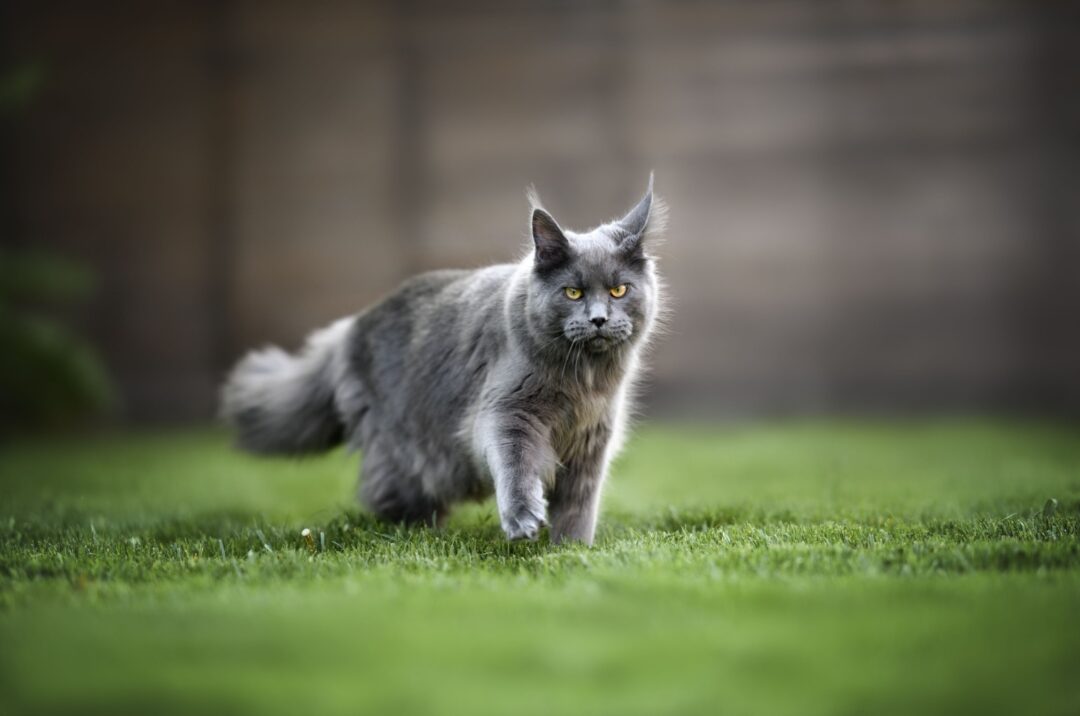 13 Gray Cat Breeds With Gorgeous Green Eyes