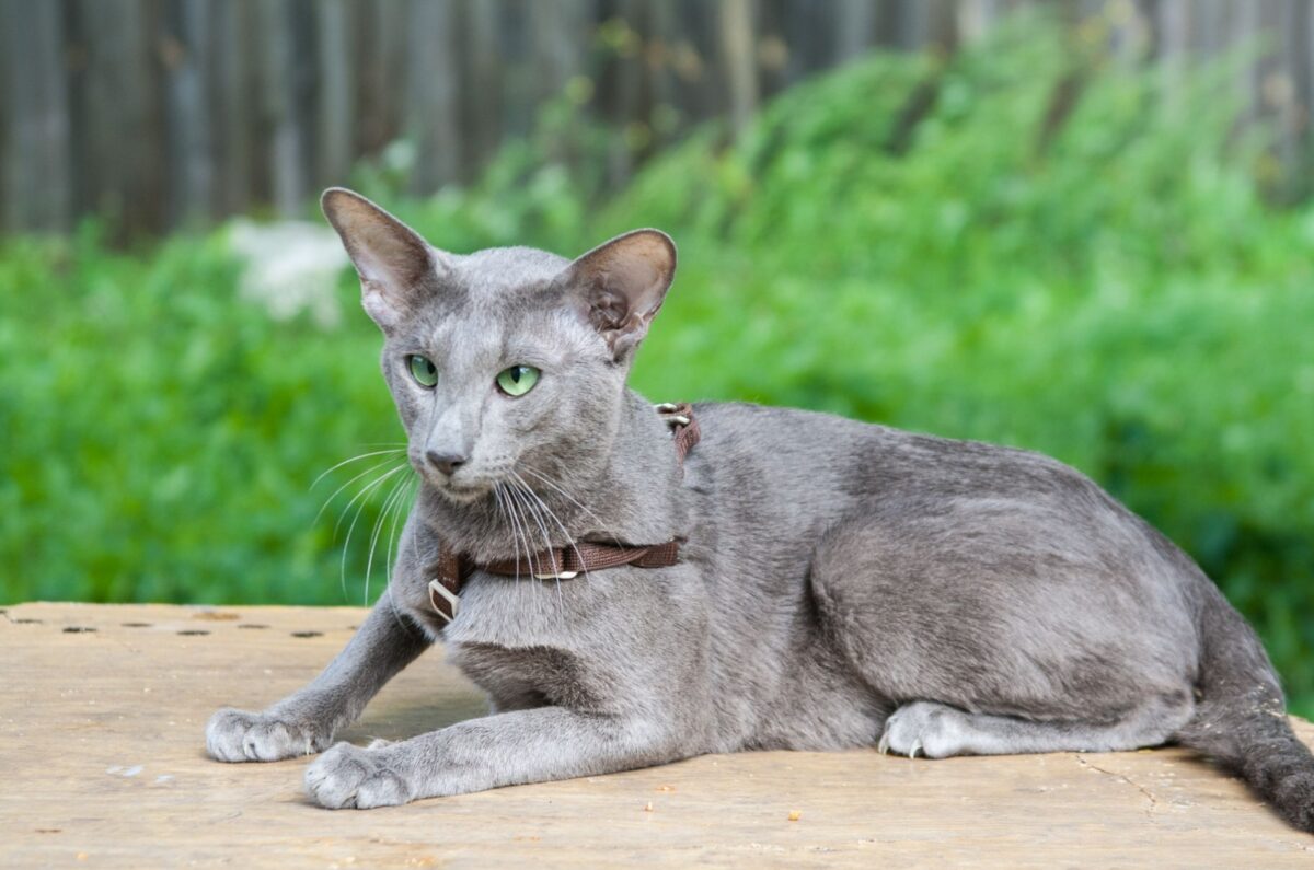13 Gray Cat Breeds With Gorgeous Green Eyes