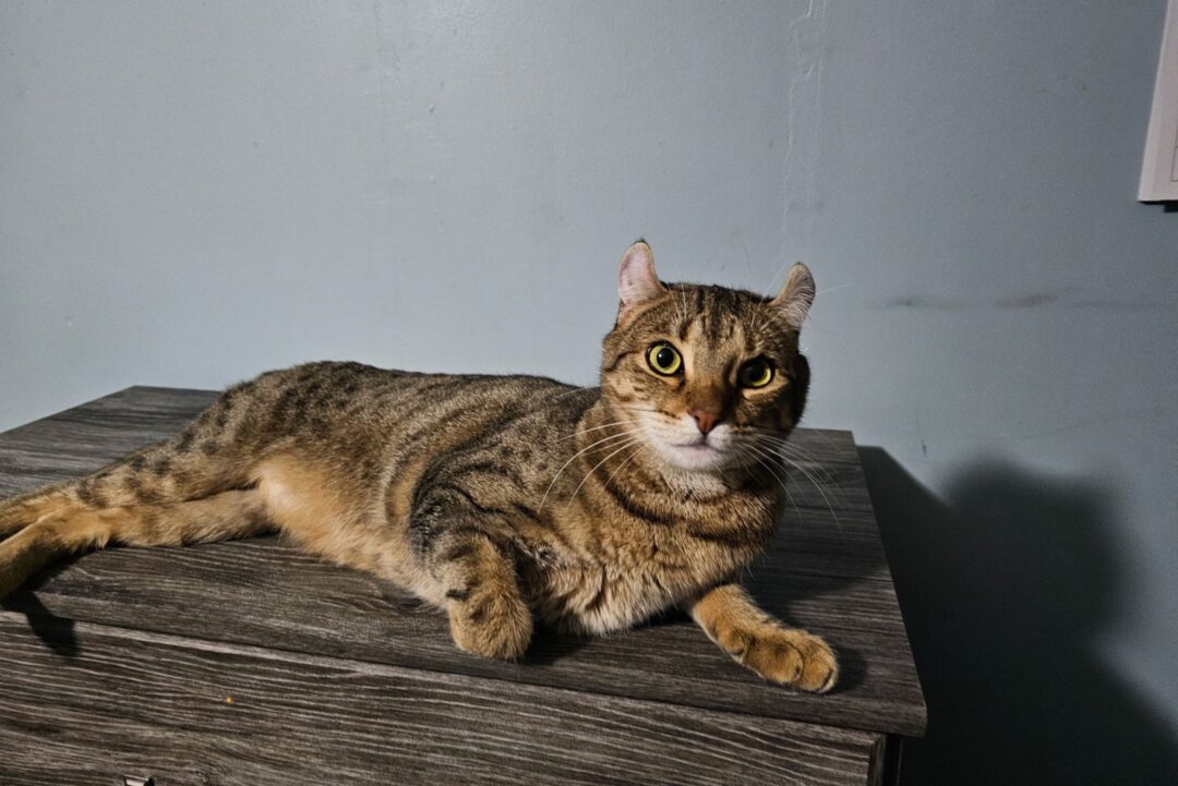 14 Cat Breeds With Surprisingly Big Heads