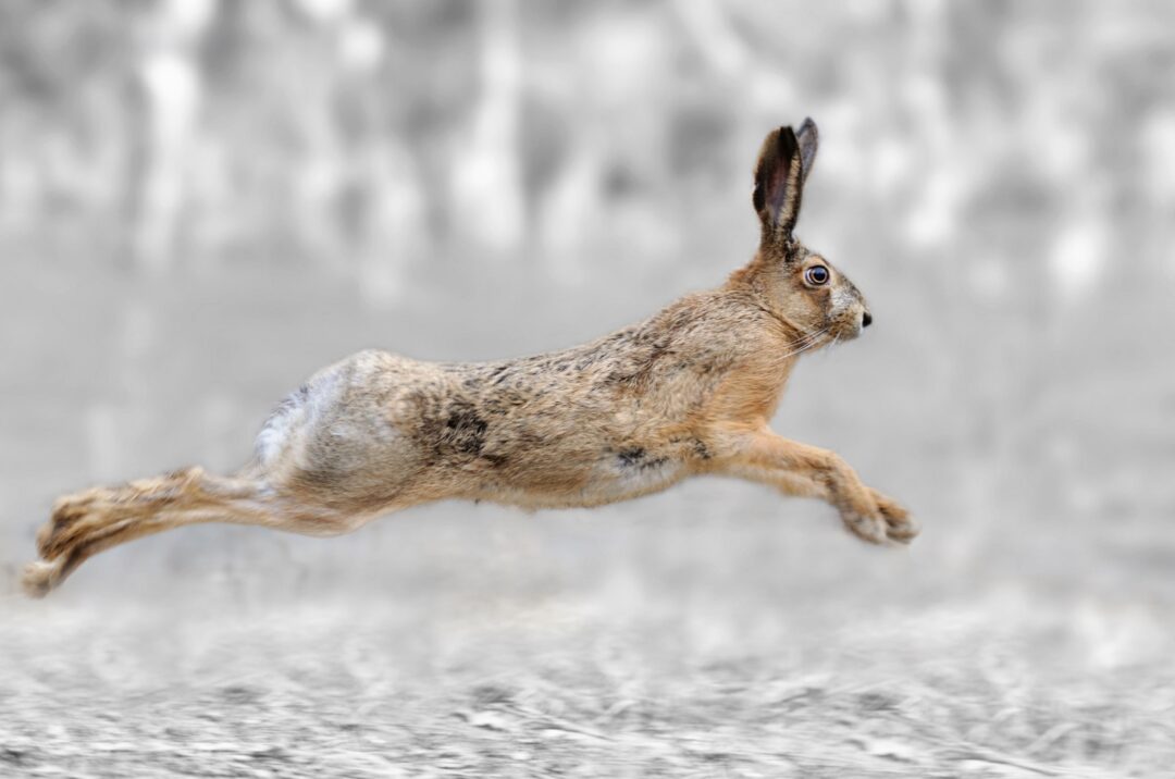 10 Fastest Animals That Dominate The Speed Game