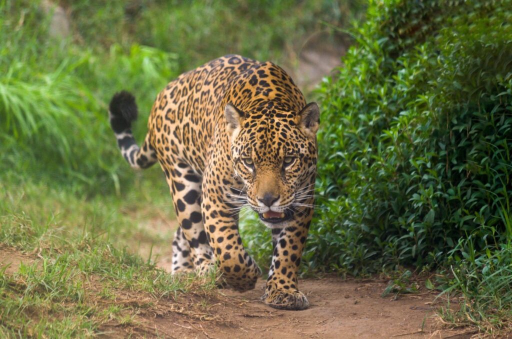 12 Of The Most Powerful Animals On Earth