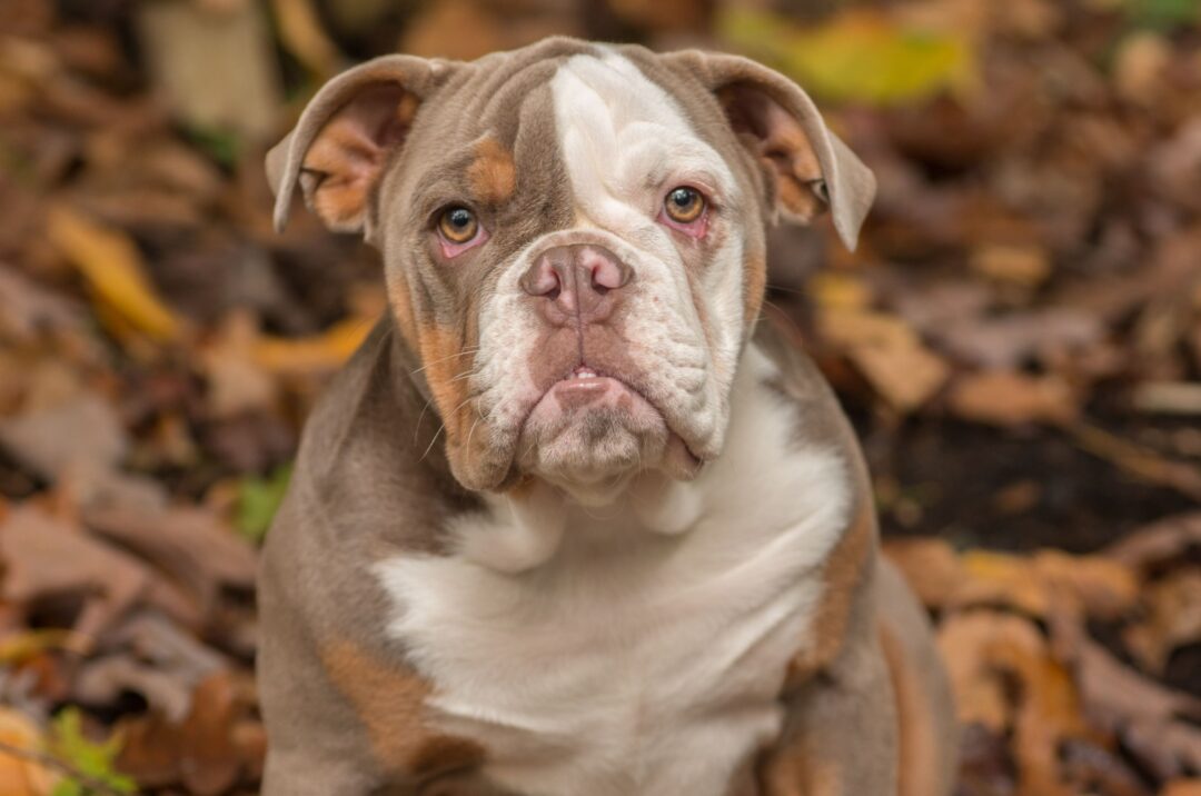 9 Facts About The Very Rare Lilac English Bulldog