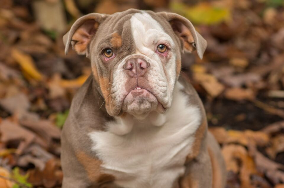 9 Facts About The Very Rare Lilac English Bulldog