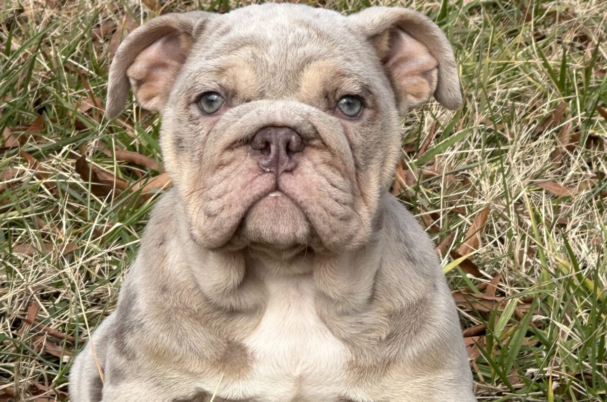 9 Facts About The Very Rare Lilac English Bulldog