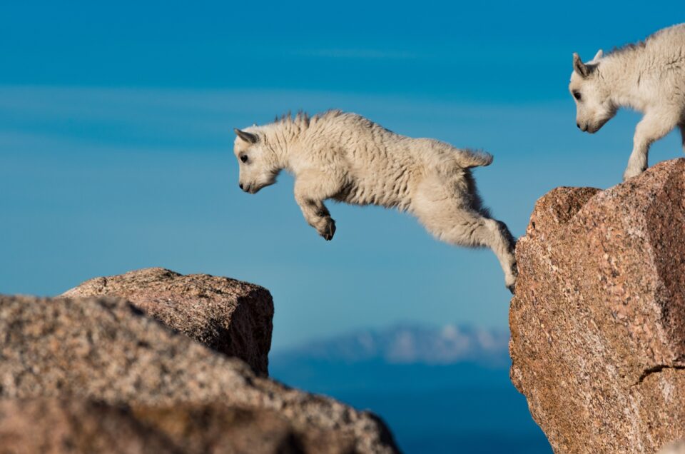 11 Incredible Animals With Jaw-Dropping Jumping Skills