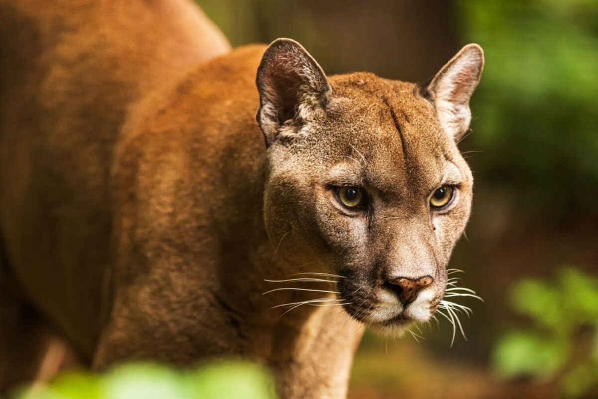 15 Amazing Animals Roaming Wild In U.S. National Parks
