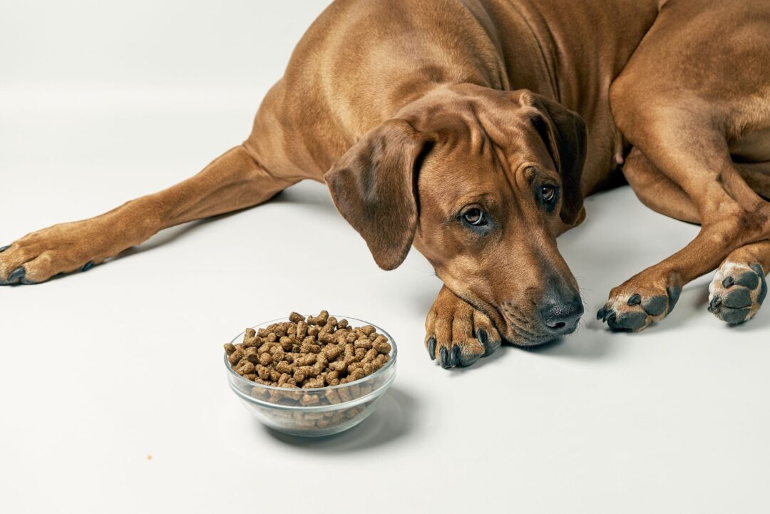 10 Ways To Tell Your Dog Is Truly Happy