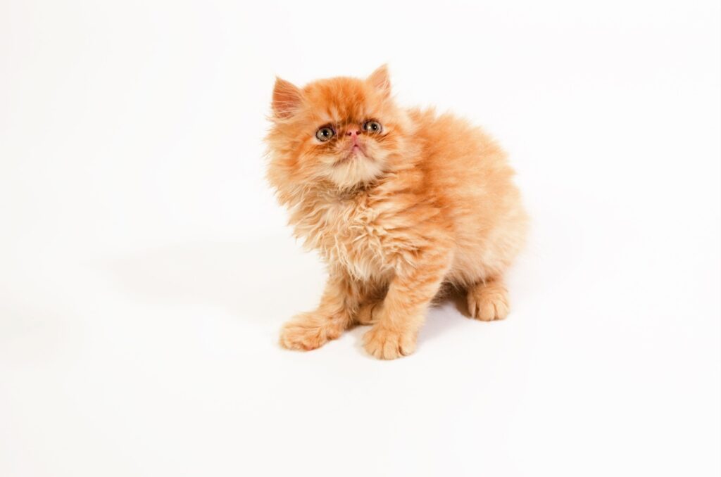 14 Fluffy Orange Tabby Cats You Will Want To Cuddle With