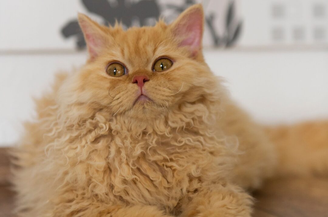 14 Fluffy Orange Tabby Cats You Will Want To Cuddle With