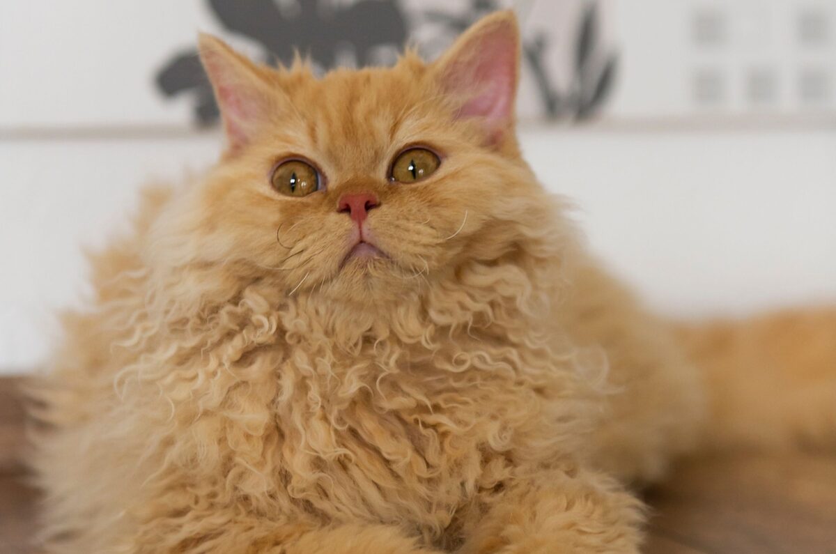 14 Fluffy Orange Tabby Cats You Will Want To Cuddle With