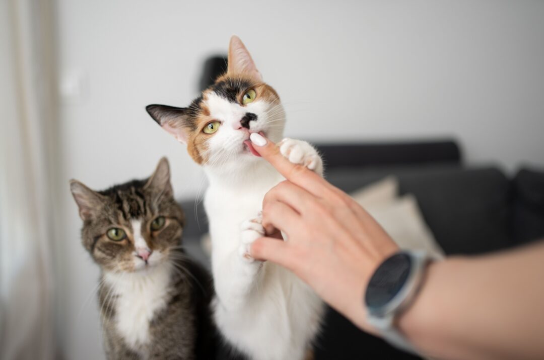 13 Do’s And Don’ts Smart Owners Use To Raise Well-Behaved Cats