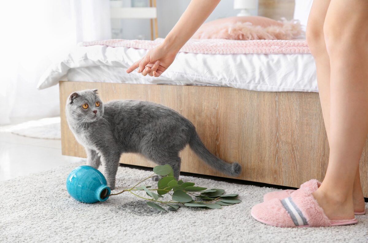 13 Do’s And Don’ts Smart Owners Use To Raise Well-Behaved Cats