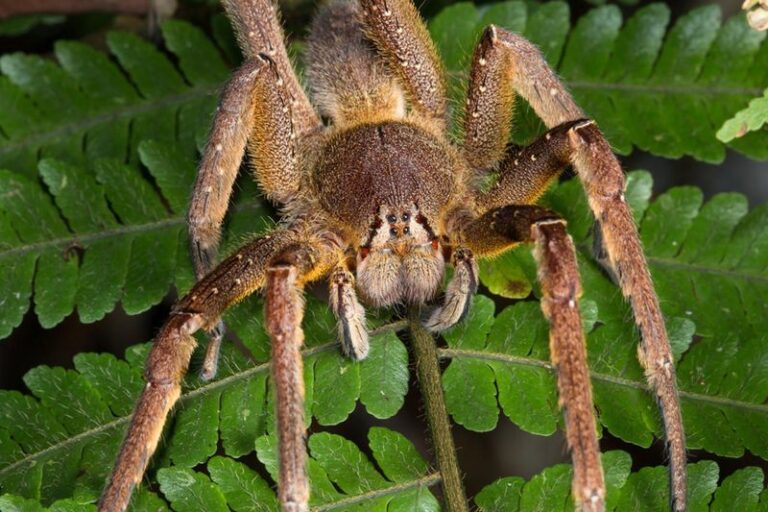 9 Of The World’s Most Lethal Spiders