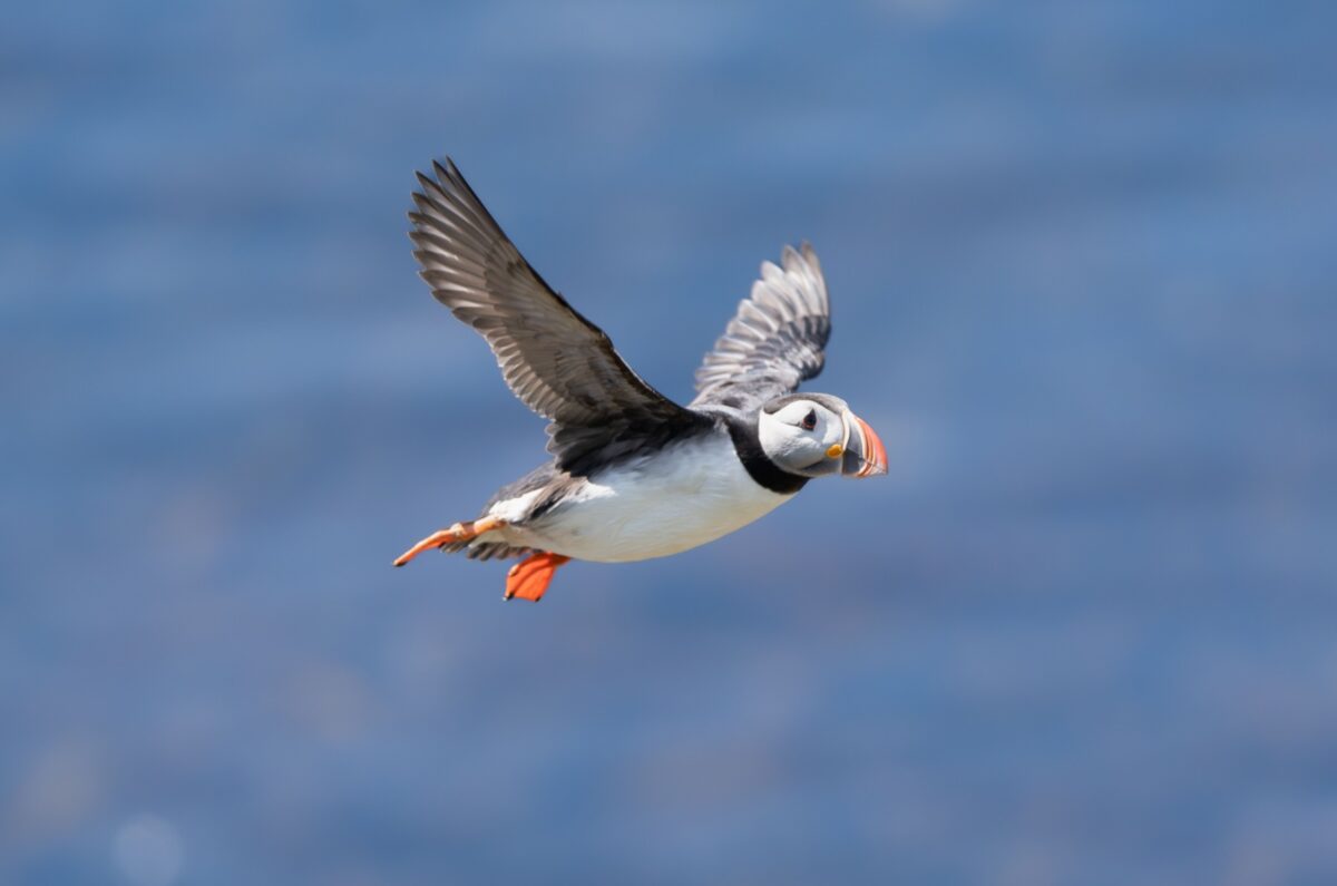 9 Incredible Facts About Puffins That Will Amaze You
