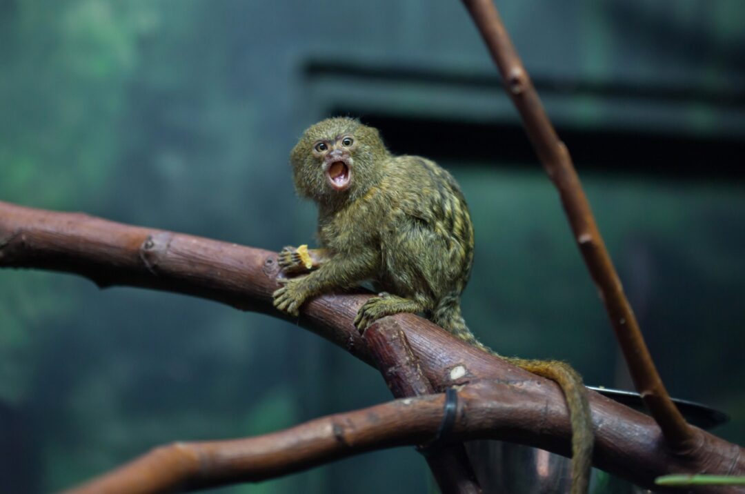 12 Small But Lethal Animals You Should Definitely Avoid