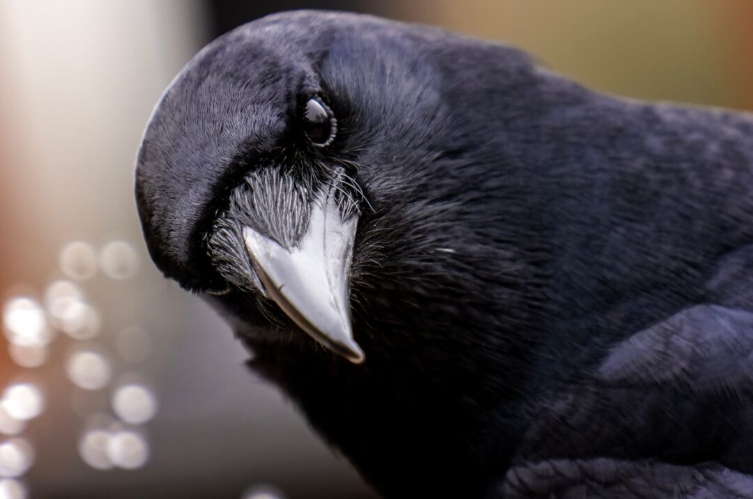 12 Animals That Connect With Humans On The Deepest Levels