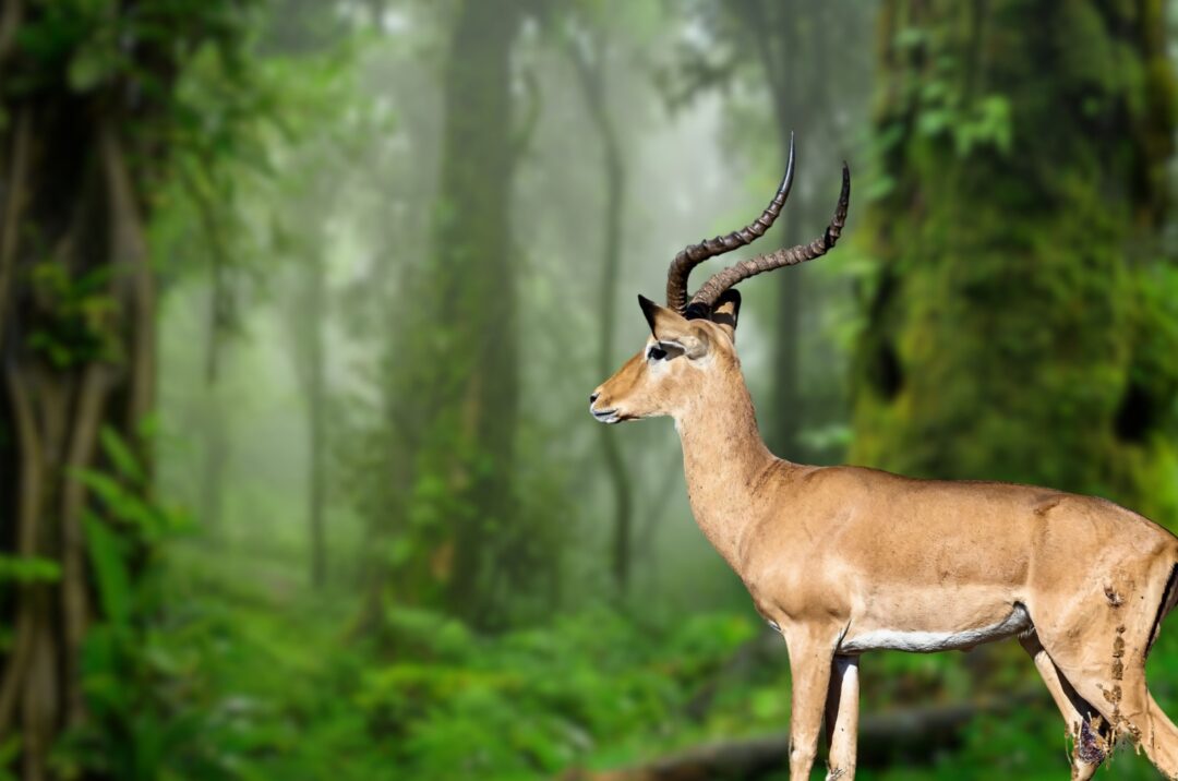 13 Endemic Animals Found In Just One Corner Of The World