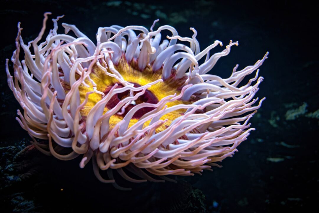 22 Incredible Animals That Live Over 100 Years And Defy Aging