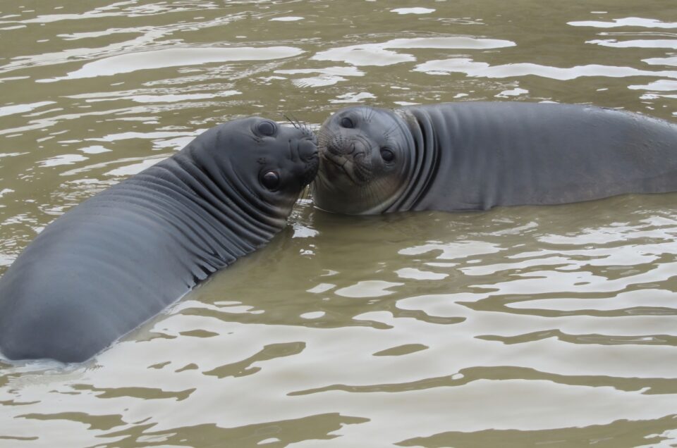 10 Wild Animals That Show Playtime Isn’t Just For Pets