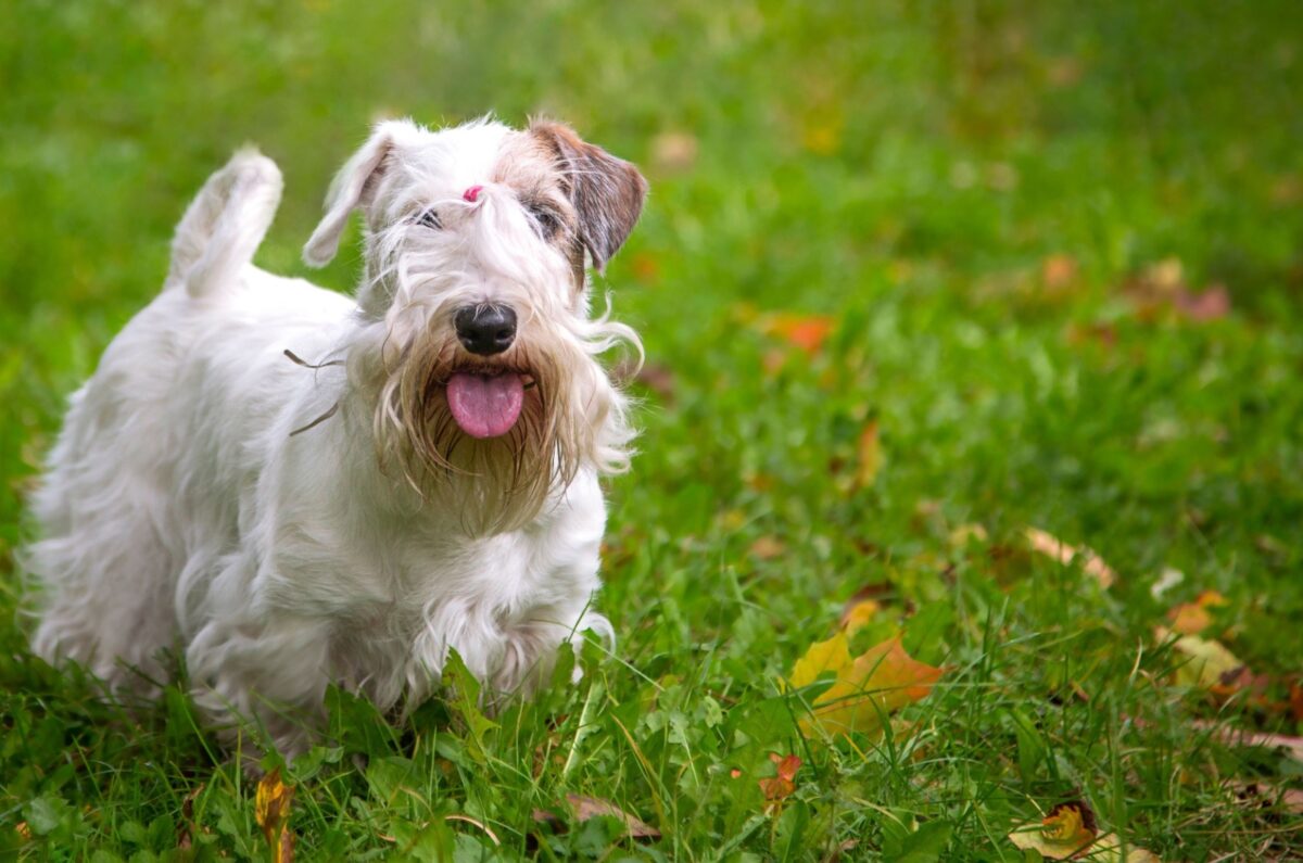 15 Small Terrier Breeds With Big Personalities You Will Love