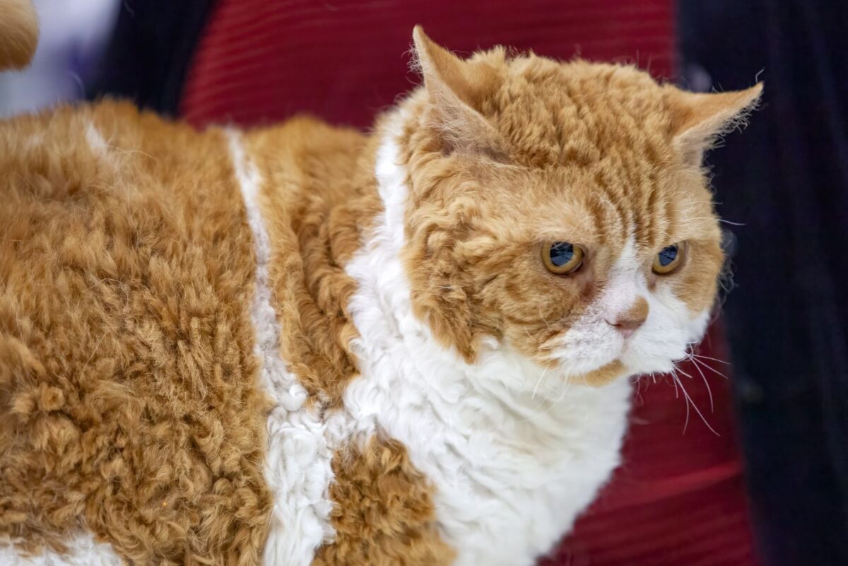 14 Cat Breeds With Surprisingly Big Heads