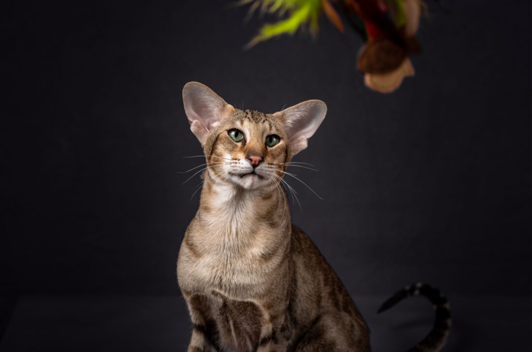 The 11 Most Athletic Cat Breeds