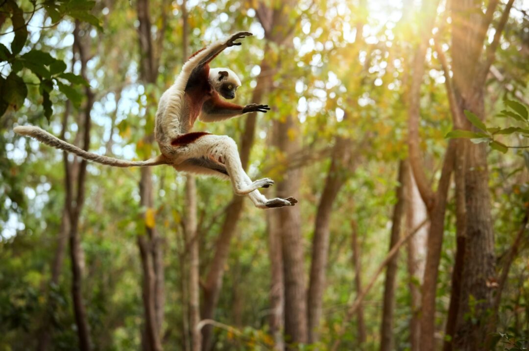 11 Incredible Animals With Jaw-Dropping Jumping Skills