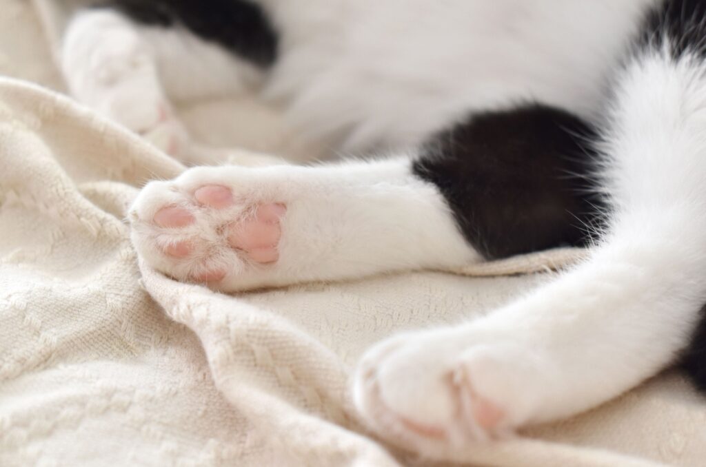 What Are Cat Toe Beans? TOP 11 Interesting Facts