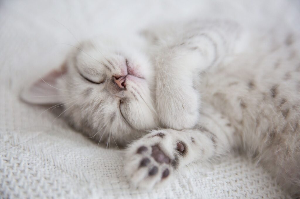 What Are Cat Toe Beans? TOP 11 Interesting Facts