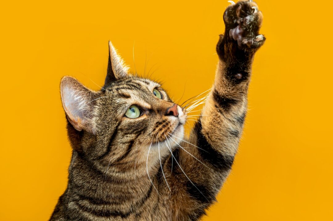 What Are Cat Toe Beans? TOP 11 Interesting Facts