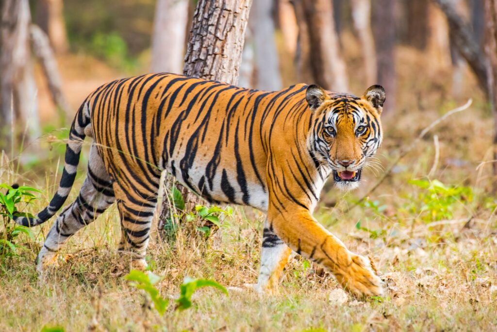 12 Of The Most Powerful Animals On Earth