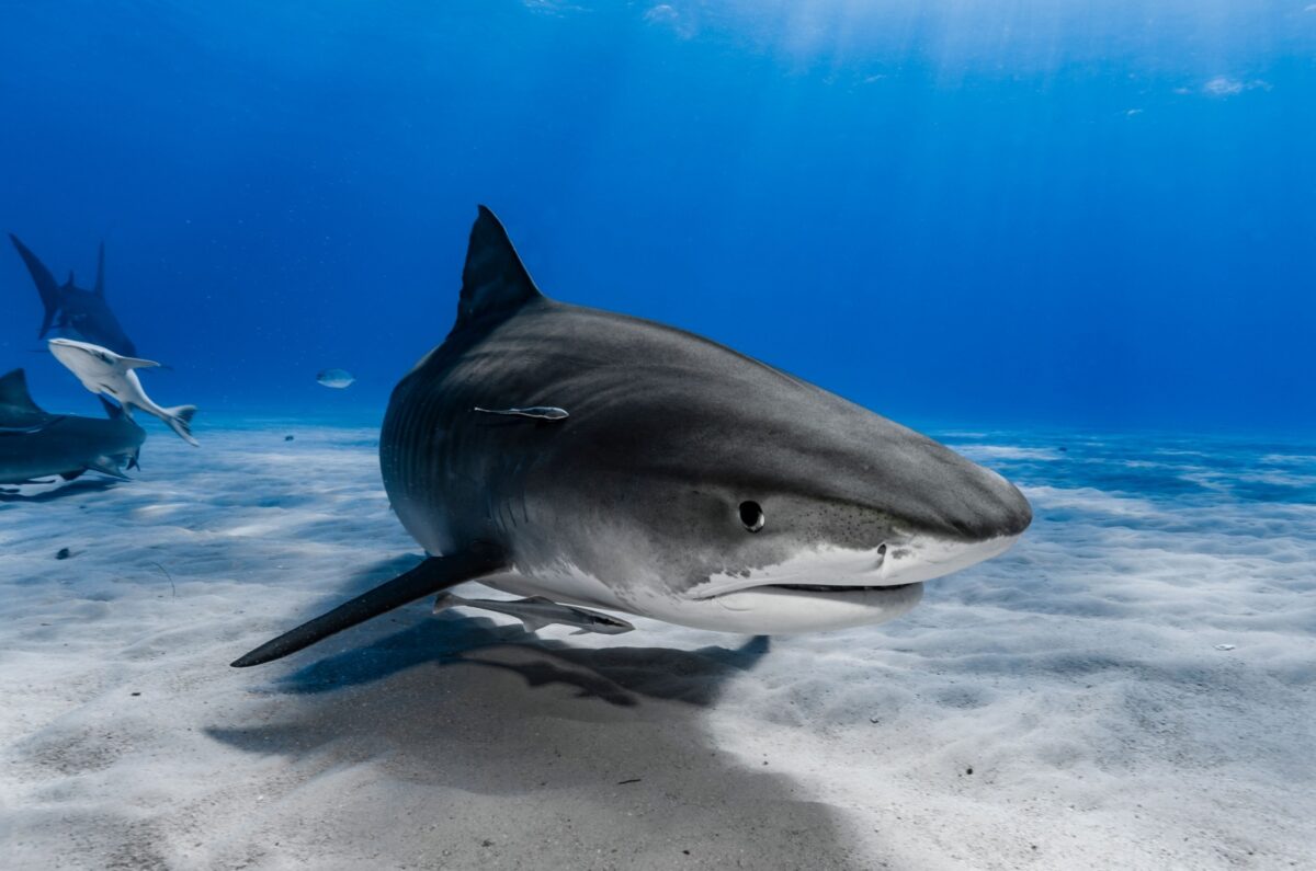 14 Incredible Animals That Are Quietly Saving The Planet