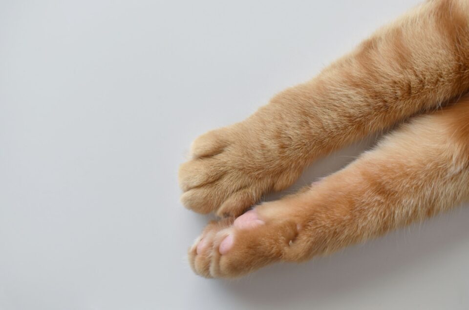 What Are Cat Toe Beans? TOP 11 Interesting Facts
