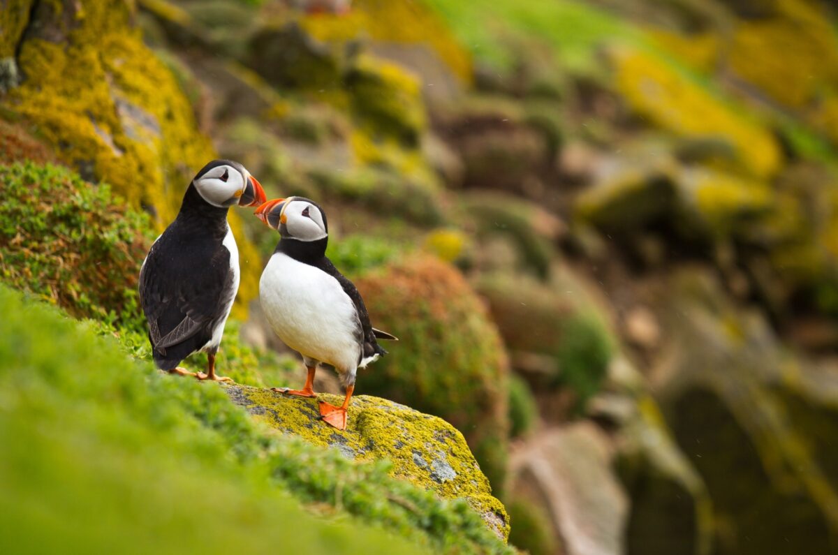 9 Incredible Facts About Puffins That Will Amaze You