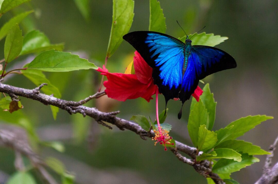 14 Stunning Butterflies That Will Take Your Breath Away