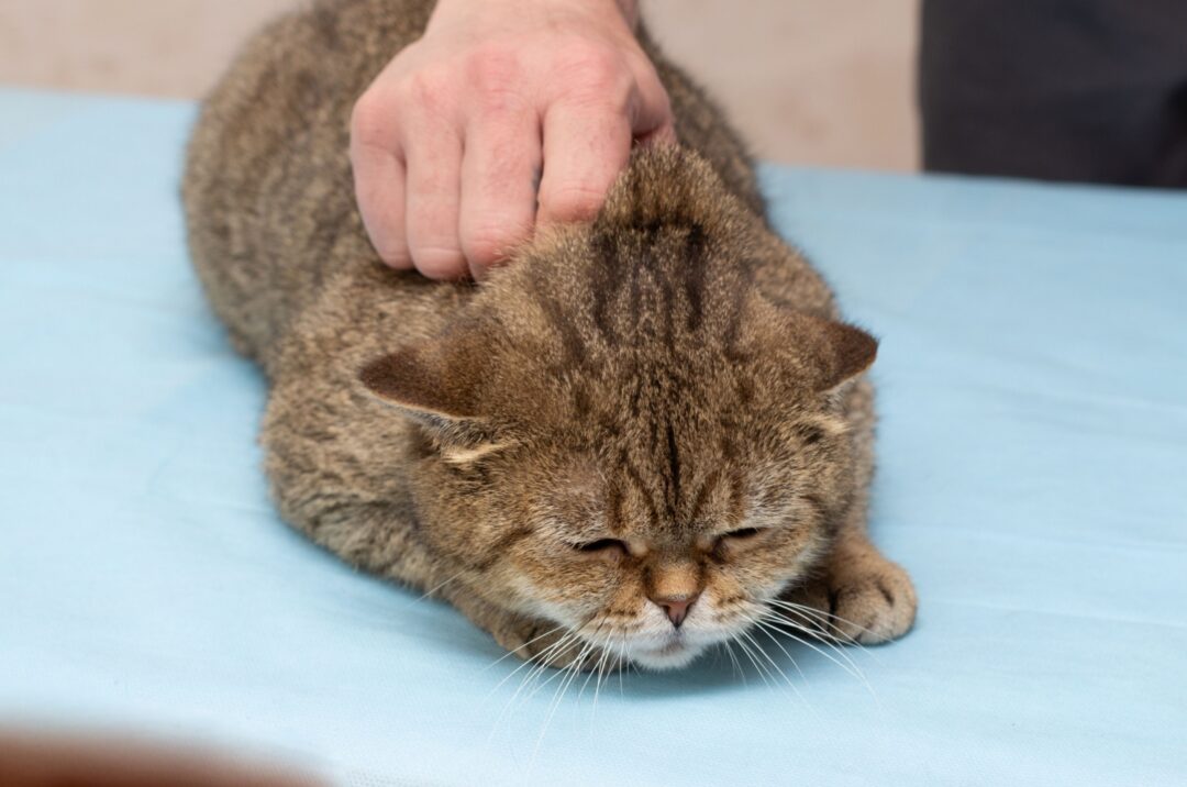 13 Do’s And Don’ts Smart Owners Use To Raise Well-Behaved Cats