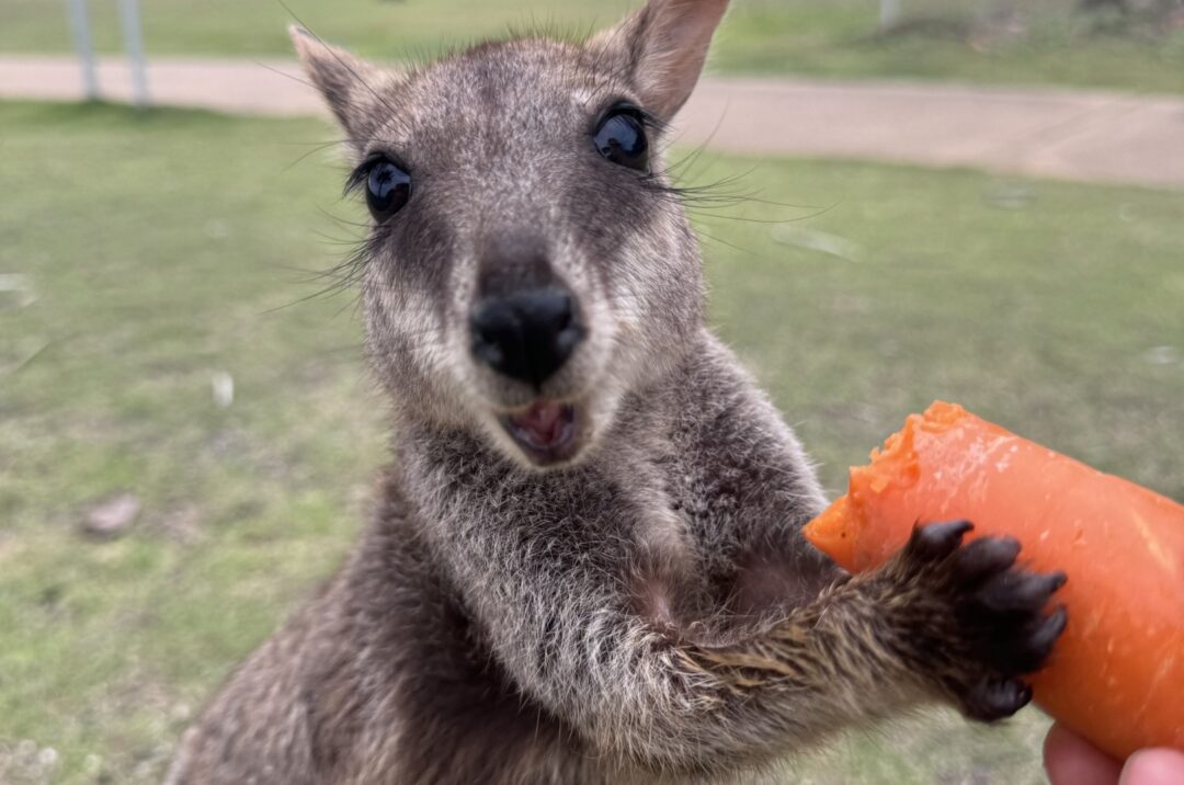 14 Wild Creatures With Unexpectedly Sweet Personalities