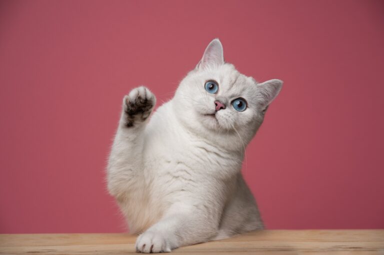 What Are Cat Toe Beans? TOP 11 Interesting Facts