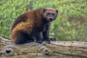 6 U.S. States Where You Can Spot Wolverines And What You Need To Know