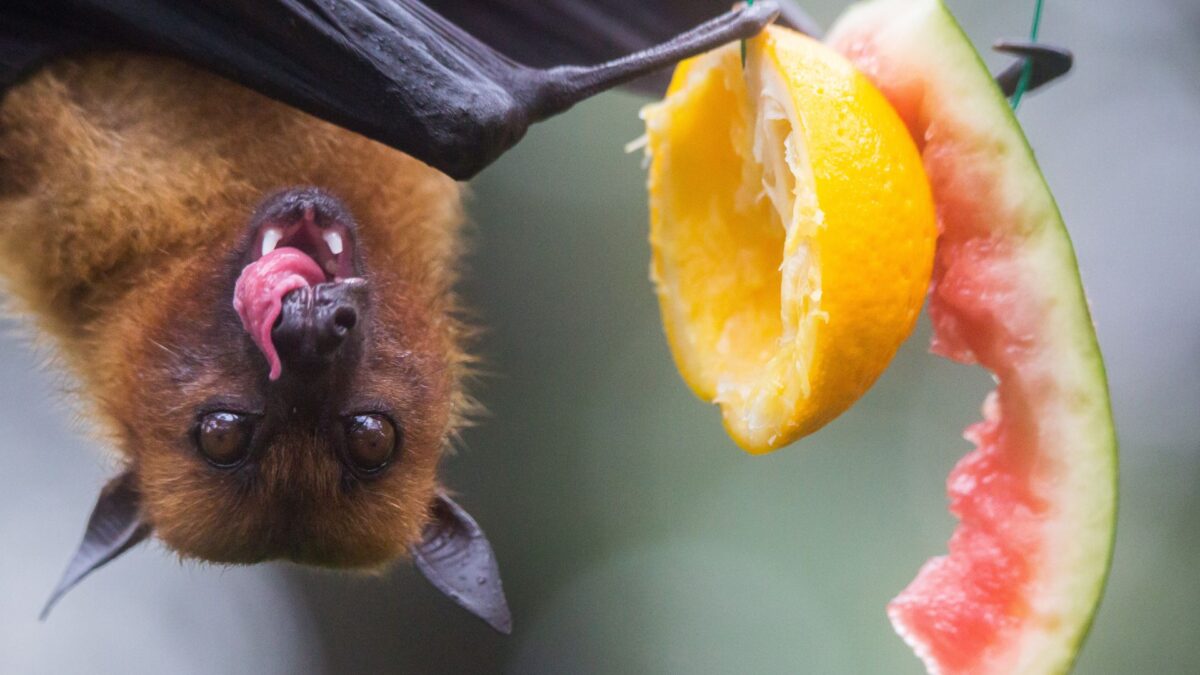 7 Fierce Australian Predators That Keep Invasive Species In Check