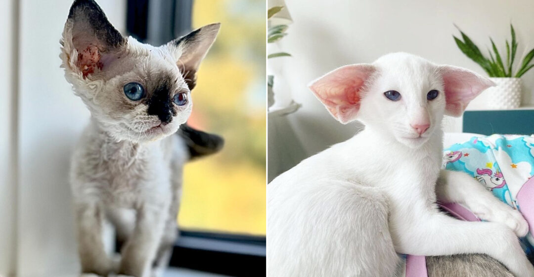 10 Cats That Don't Shed, According To Veterinarians