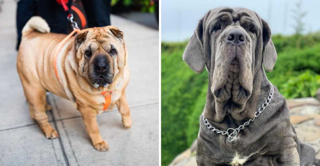 10 Dog Breeds With Irresistible Wrinkly Faces - Animalko