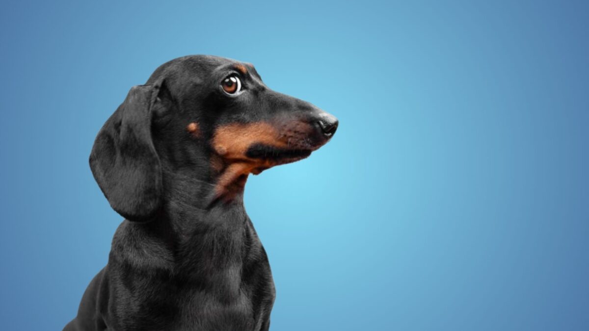 15 Gentle Ways To Discipline Your Dog Without Causing Harm